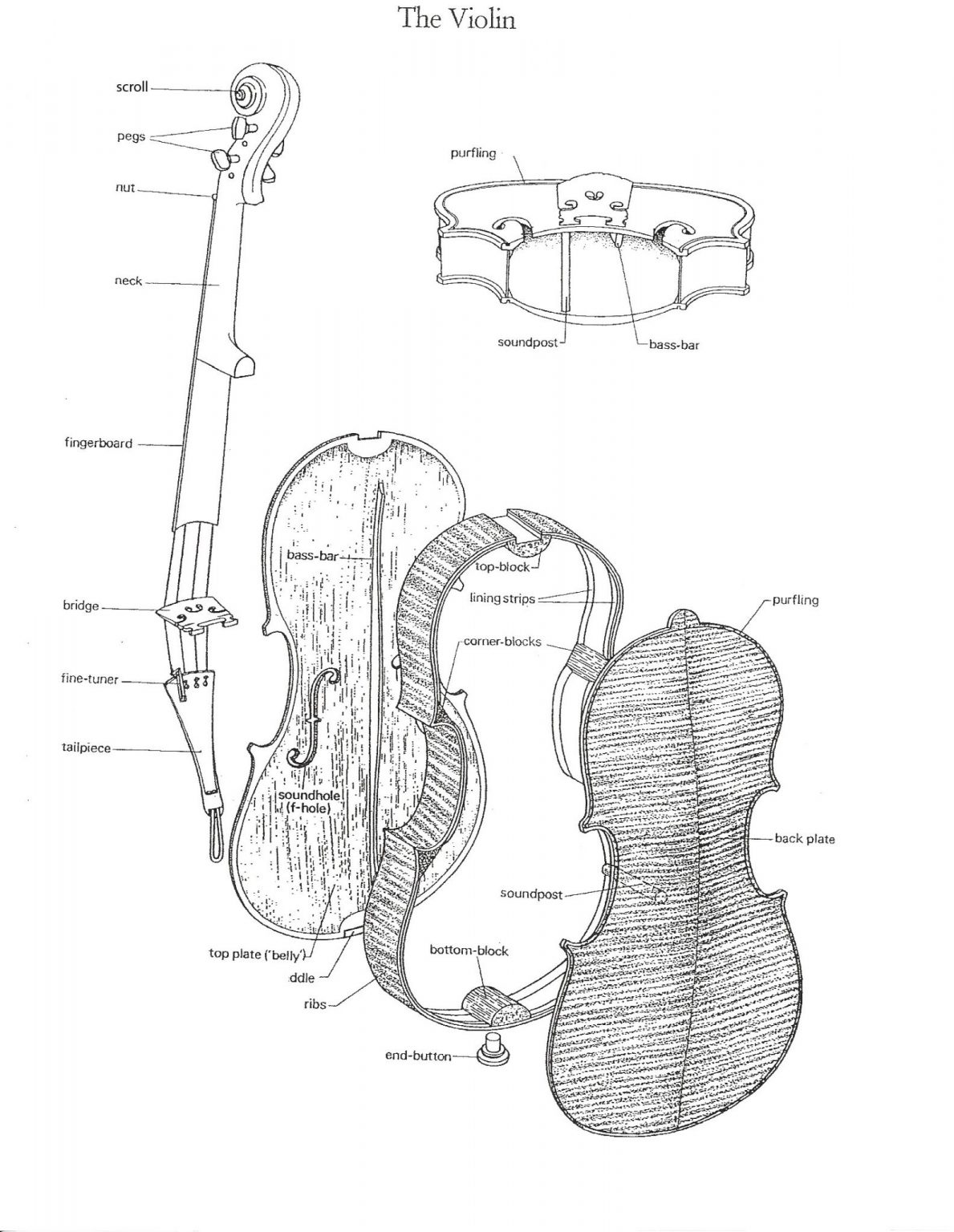 Anatomy of a Violin | Givens Violins Minneapolis MN