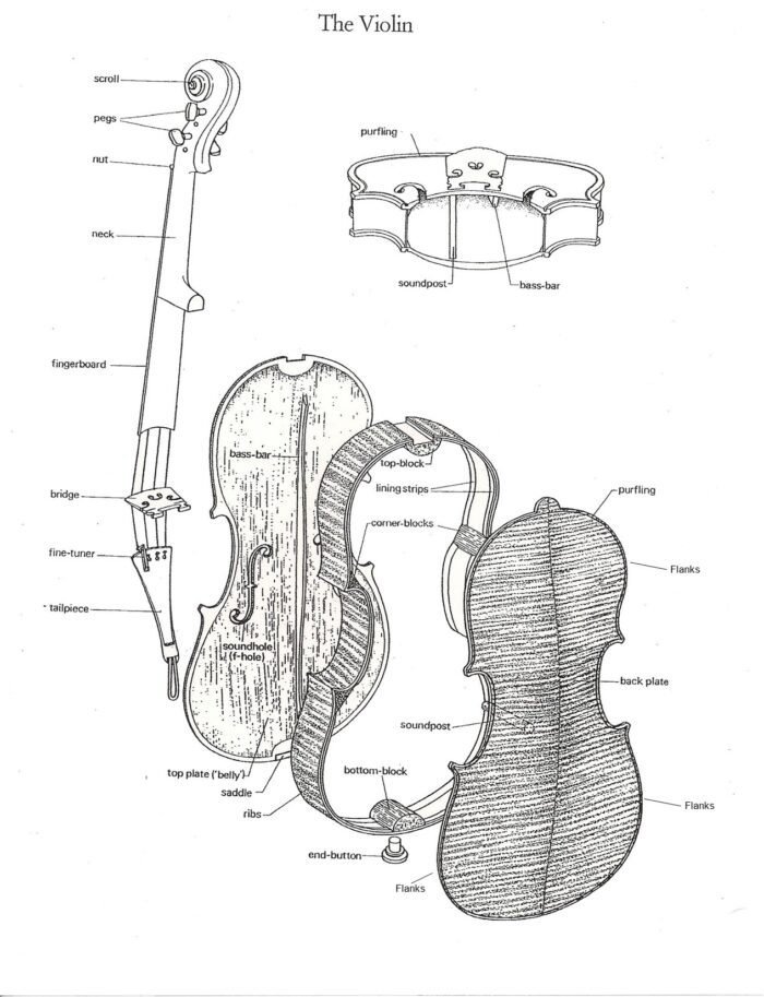 Parts of a violin | Claire Givens Violins, Inc